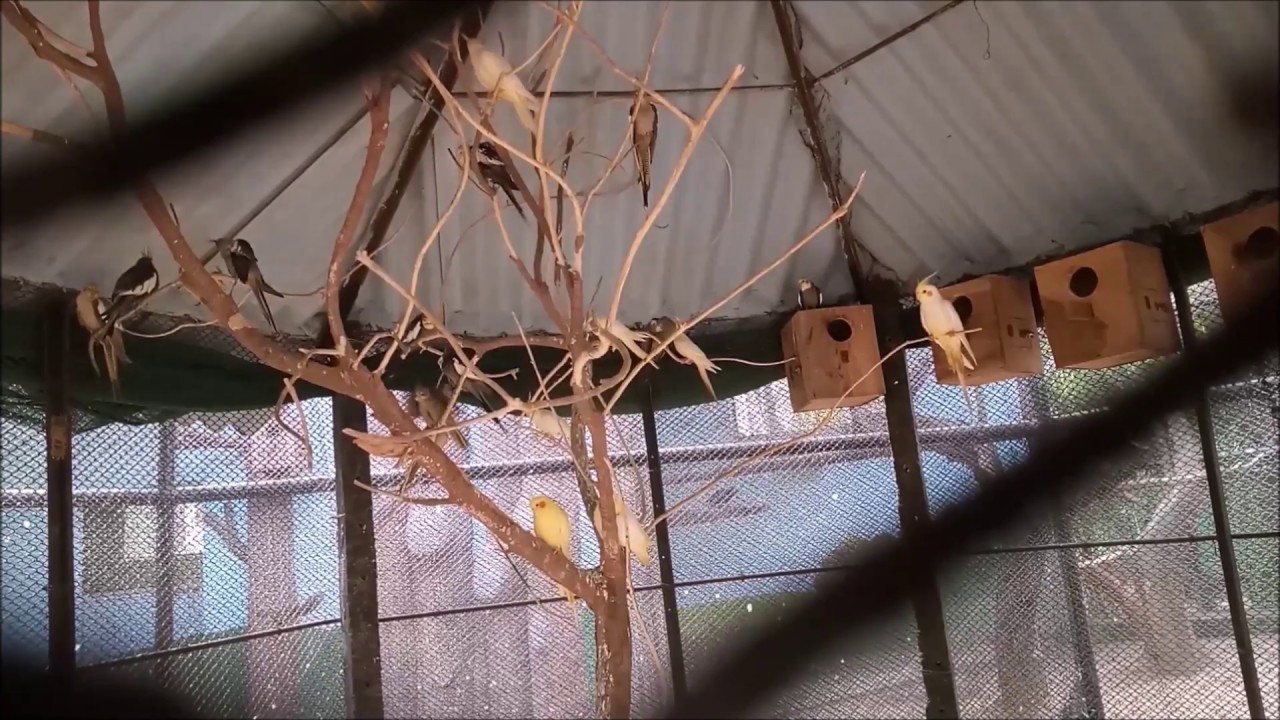 Nandankanan Zoological Park; Inside Bird Aviary - YouTube