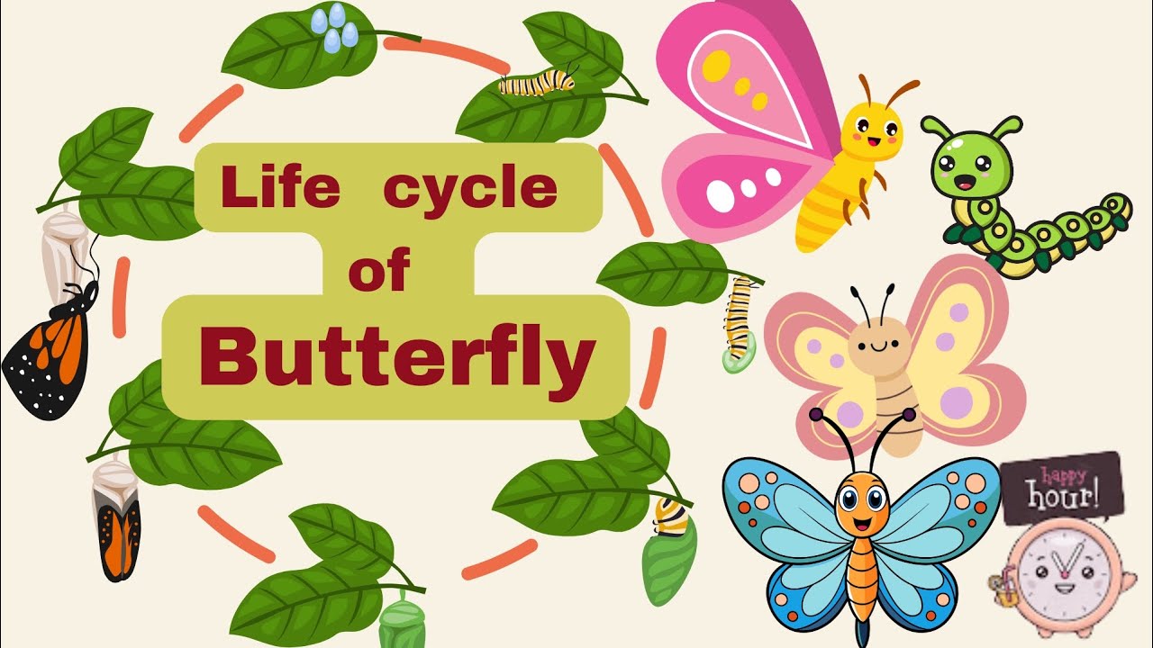 Life Cycle of Butterfly.How a chrysalis changes into a beautiful ...