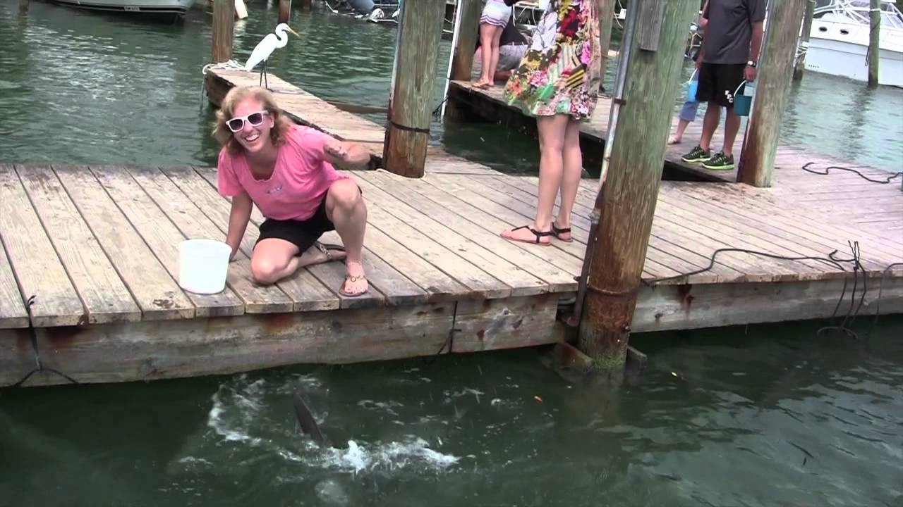 Feeding Tarpon at Robbie's, Islamorada, Florida Keys - YouTube