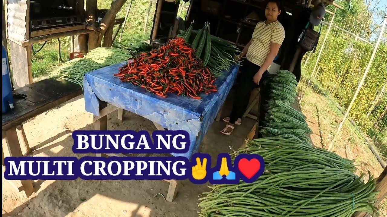 ETO NA ANG BUNGA NG MULTI CROPPING MARAMI PANG PADATING NA PITAS♥️♥️🙏 - YouTube