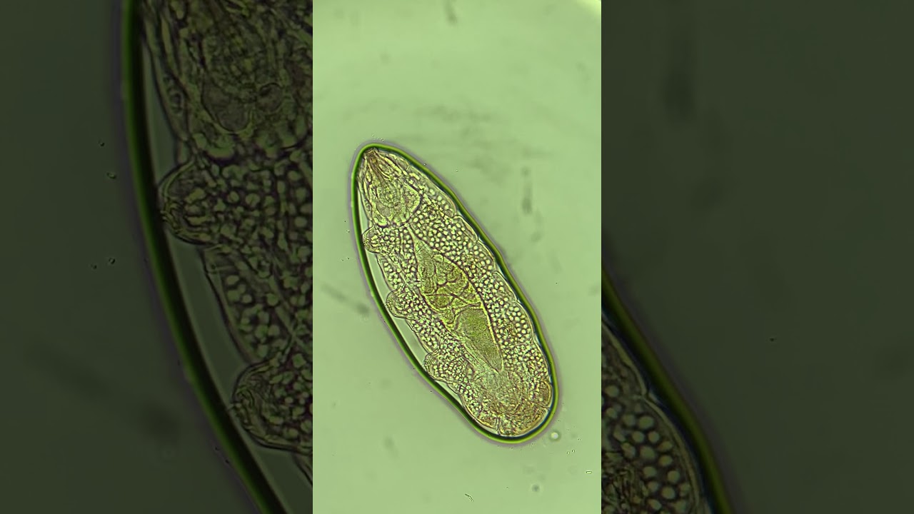 Tardigrade anatomy - YouTube