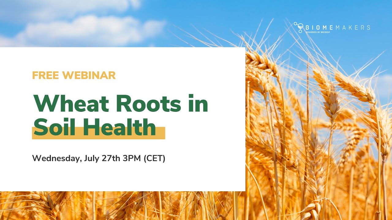 Webinar 2022 | Wheat Roots in Soil Health - YouTube