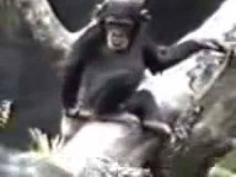 chango cochino - YouTube