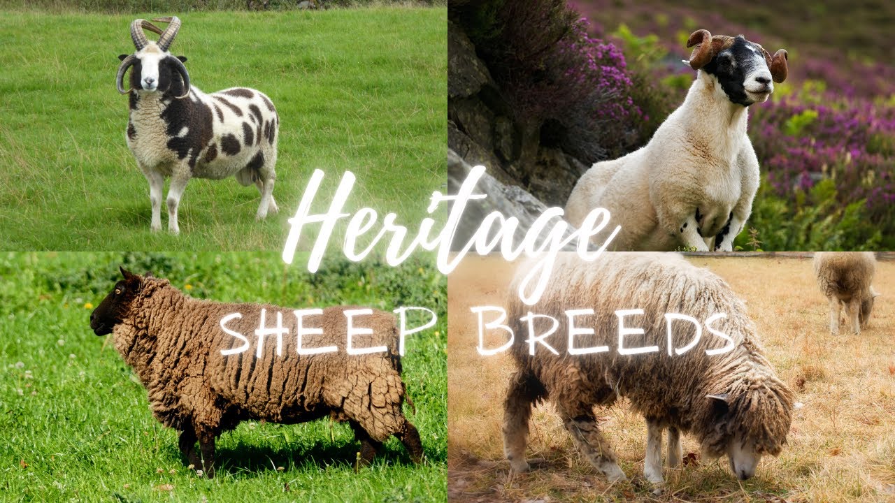 Heritage Sheep Breeds: Guardians of Agricultural Legacy - YouTube