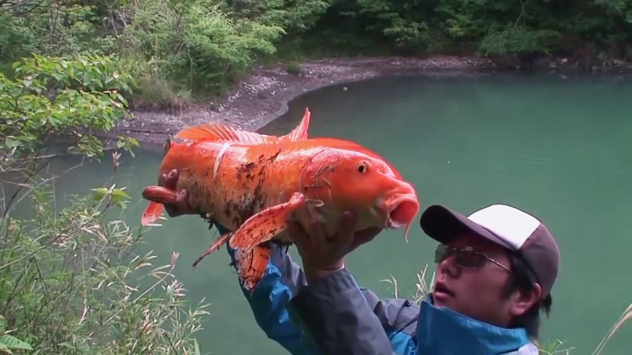 SERU !!! MANCING Di Danau Dapat Ikan POKEMON ( MAGIKARP ) RAKSASA - YouTube