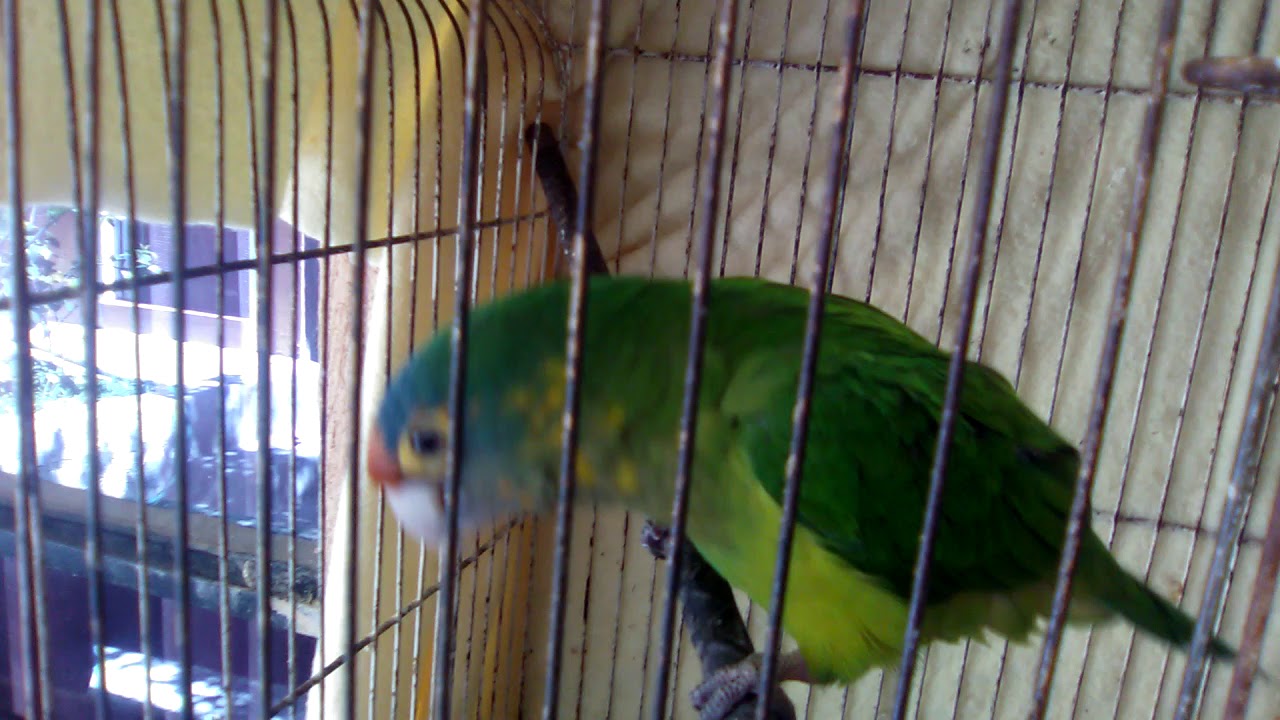 Loro habla - YouTube
