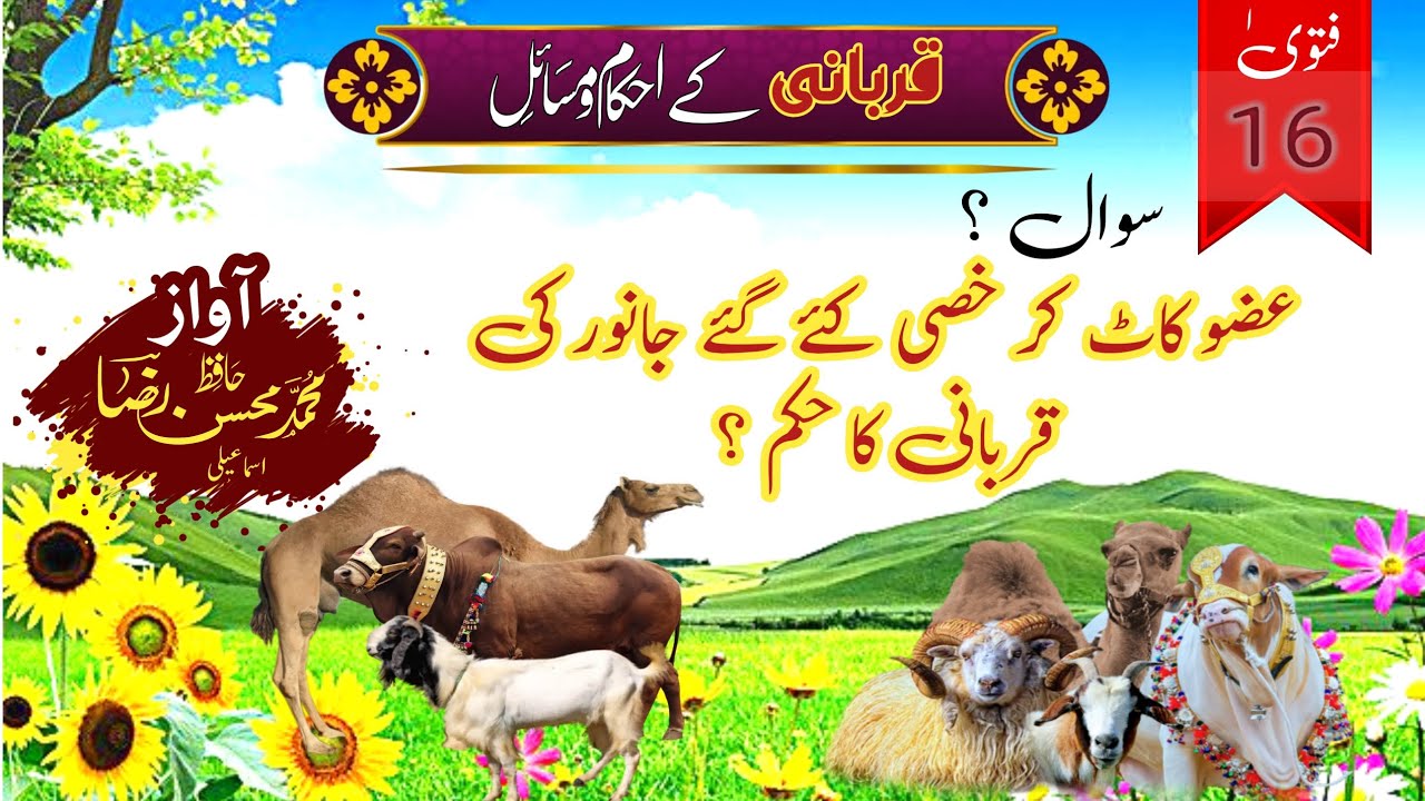 uzw kaat kar khasi kiye janver ki qurbani ka hukm #viralvideo qurbani ...