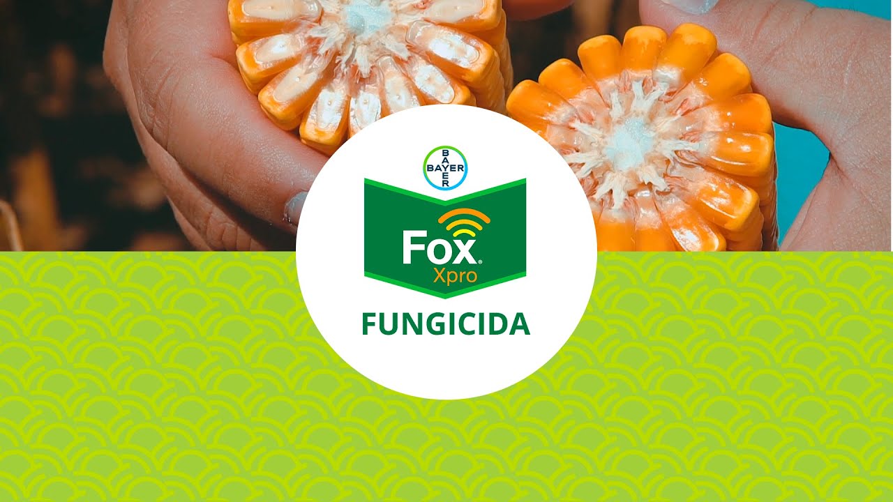 Fungicida Fox® Xpro | Bayer 🌽 - YouTube