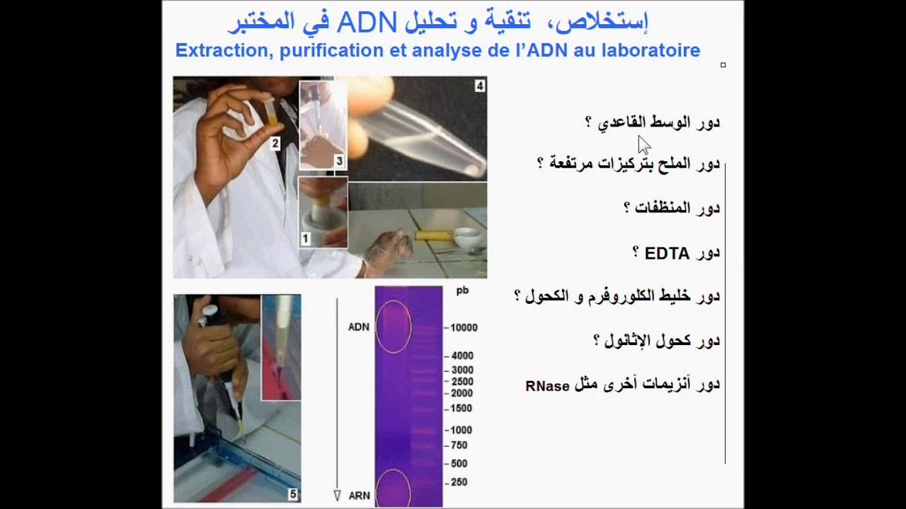 tp extraction adn banane