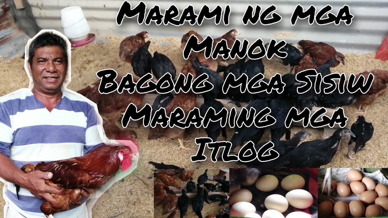Rhode Island Red Malalaki na. Mga Sisiw at Itlog marami na. | BAHAY NG ...