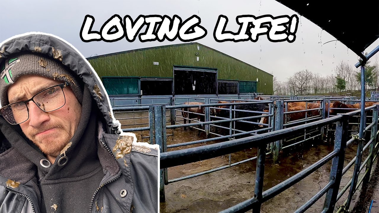A Face Full Of Cow Muck! Its Raining Sideways! - YouTube