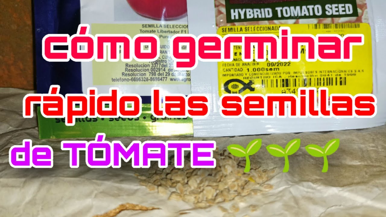 el mejor truco para Aser germinar rápido mis TÓMATES🌱🍅🍅🍅 - YouTube