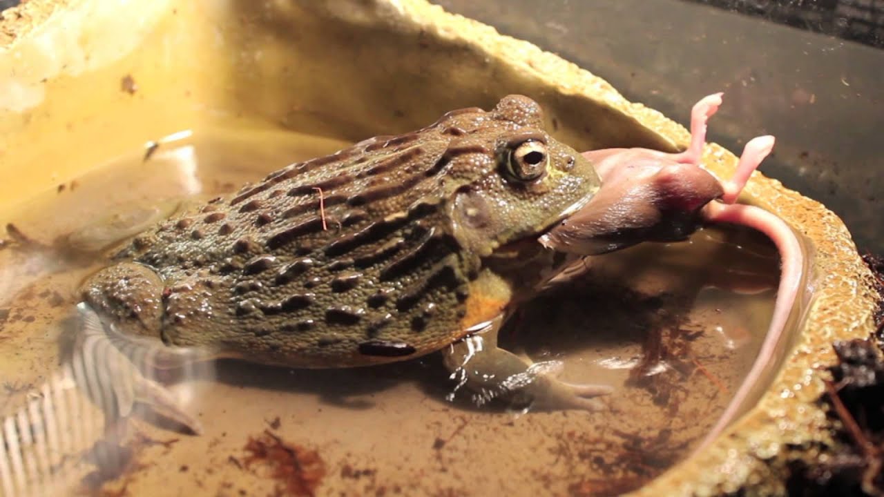 - Bull Frog Having His Special Meal - - YouTube