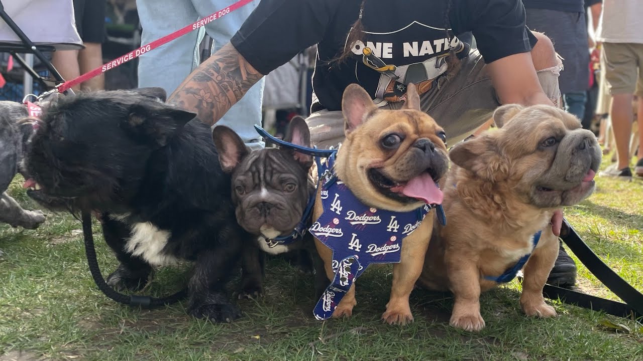 OC Bully Bash 2: Orange Co,California 2/24/24: feat. micro bullys, wire ...