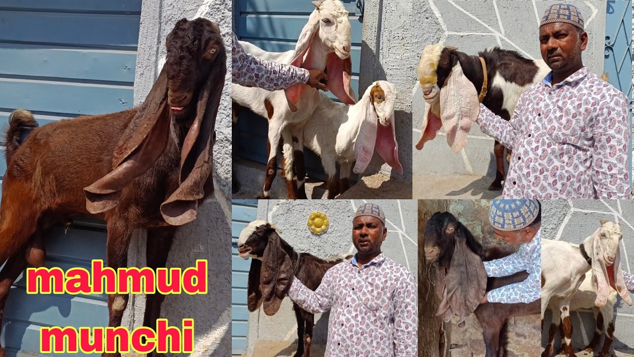 Bismillah goat farm HYDERABADi Goat A1 quality male or female breed ...