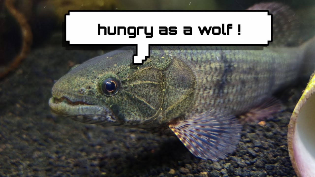 wolf fish feeding (hoplias malabaricus) - YouTube