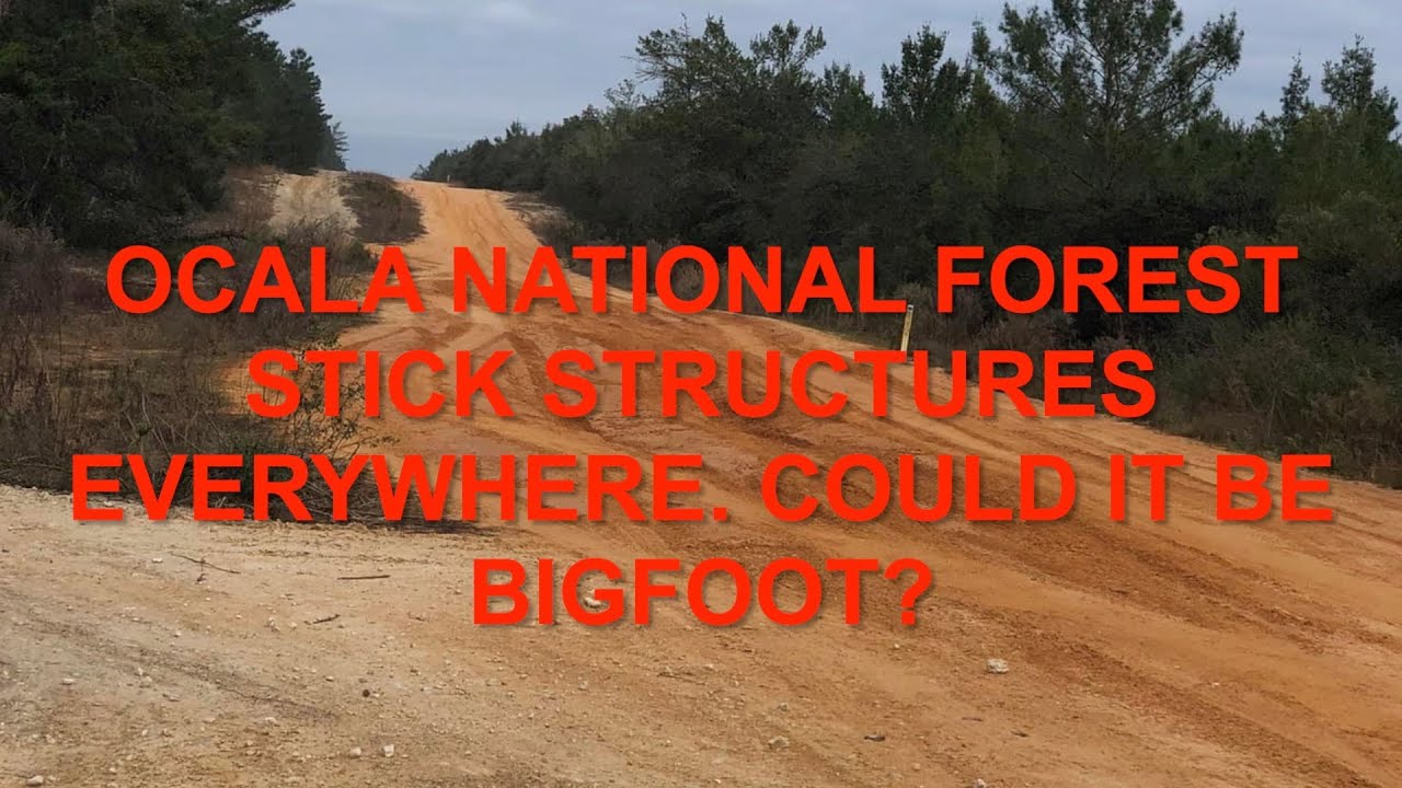 OCALA NATIONAL FOREST STICK STRUCTURES EVERYWHERE. COULD BE BIGFOOT? # ...