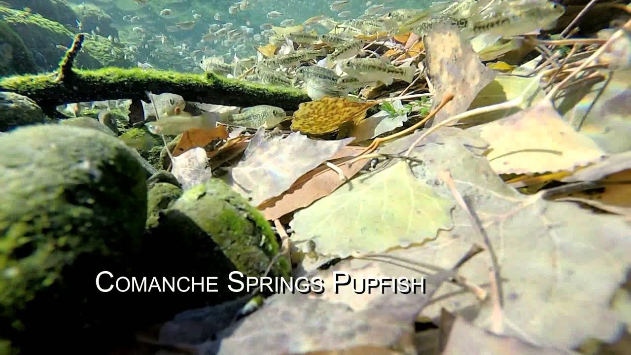 Endangered Comanche Springs Pupfish - YouTube