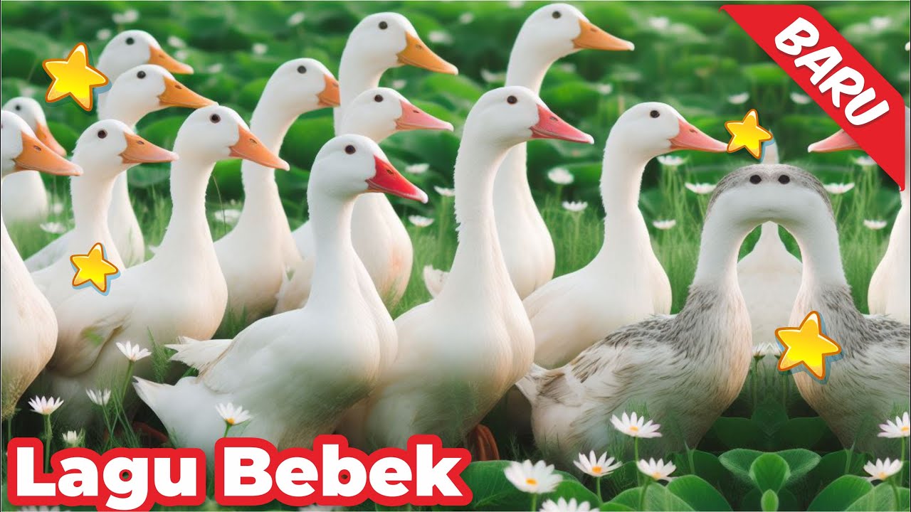 BEBEK BERENANG BERENANG , LAGU BEBEK ASLI , BEBEK LUCU BERENANG LAGU ...