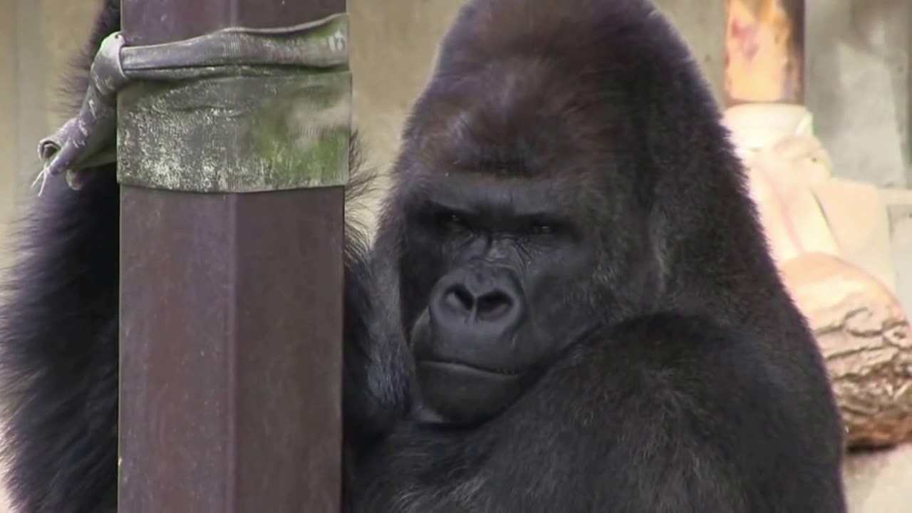 Silverback Gorilla footage at the Zoo - Funny chest beating - YouTube
