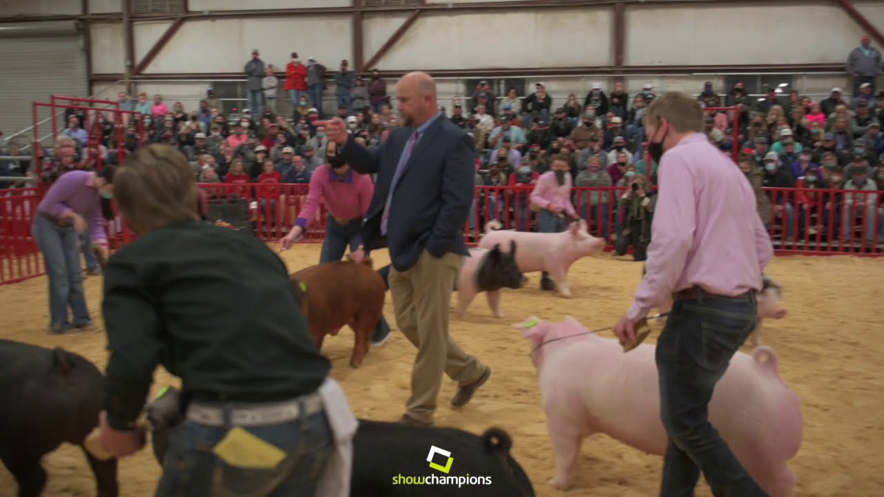 2021 San Antonio Stock Show Junior Market Barrow Championship Selection ...