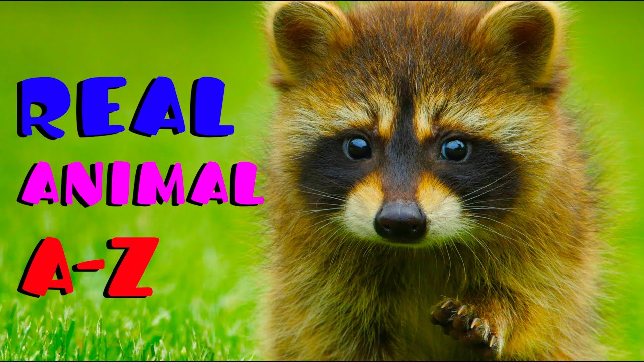 ANIMAL ABC | Kids Animals Alphabet Phonic Song - YouTube