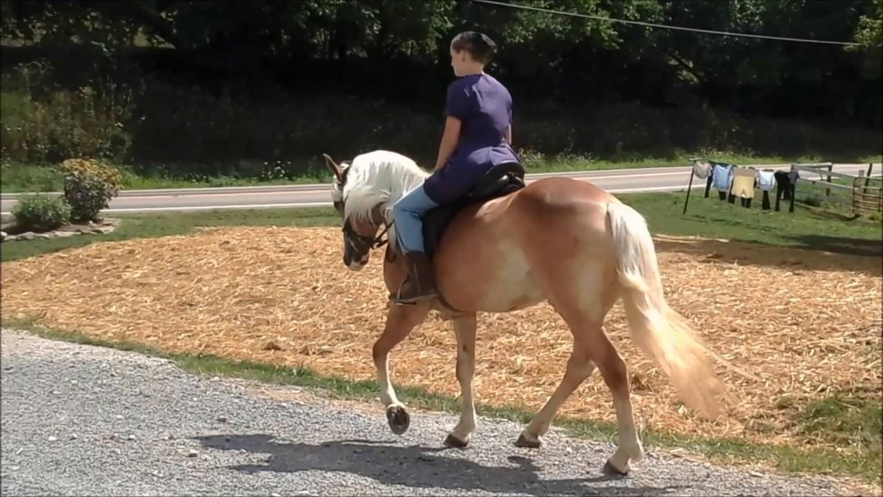AHR 2013 mare- riding video - YouTube