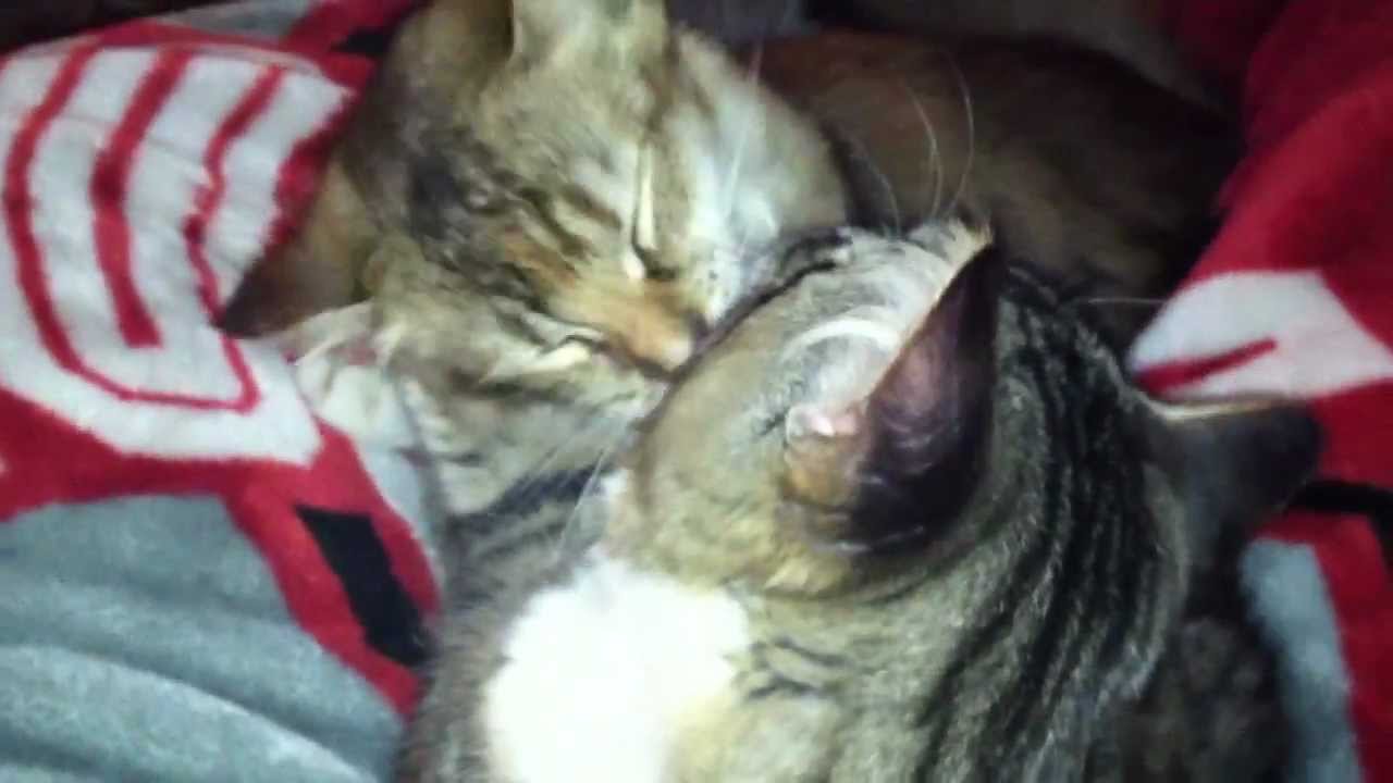 funny cats making out - YouTube