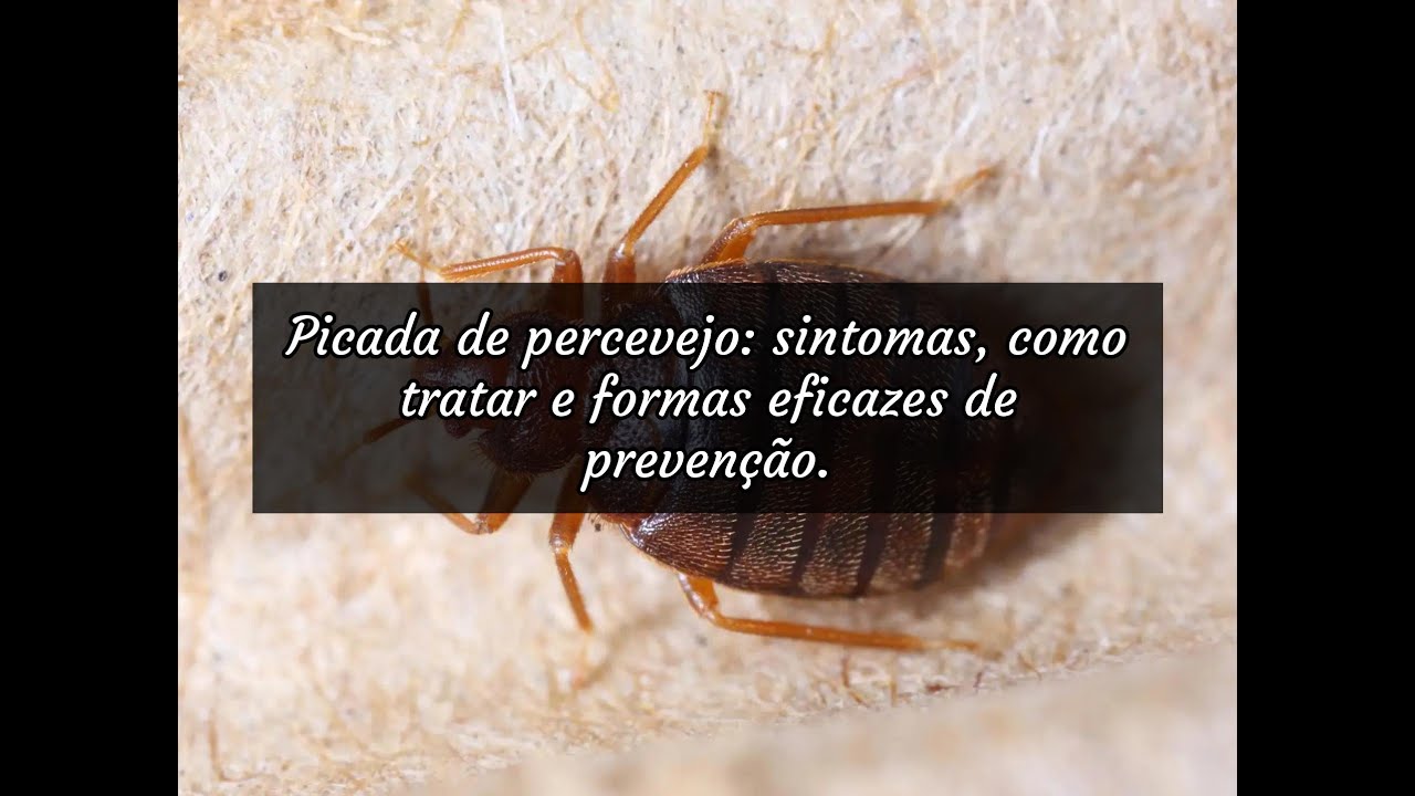 Picada de percevejo: sintomas, como tratar e formas eficazes de ...