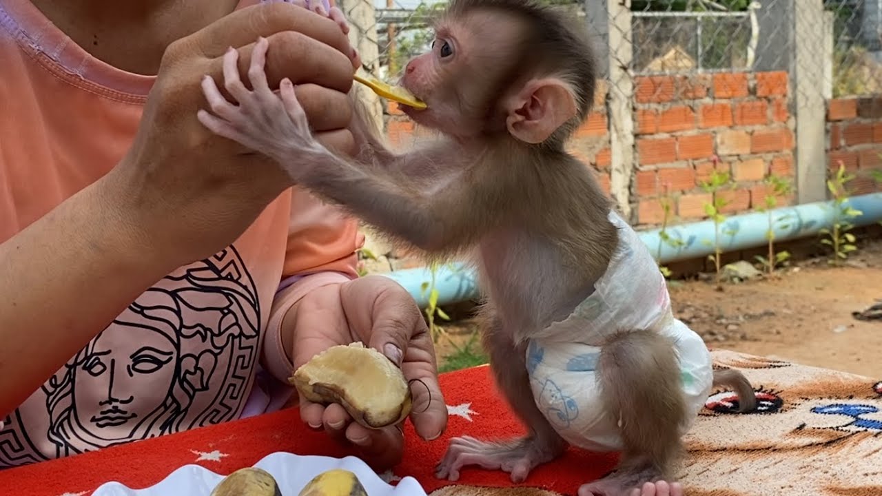 Wow!! Mom teaches her adorable baby monkey LIORA to eat boiled bananas ...
