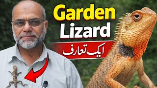 An Introduction to the Garden Lizard | Garden Lizard Overview | How to Identify Male and Female L...