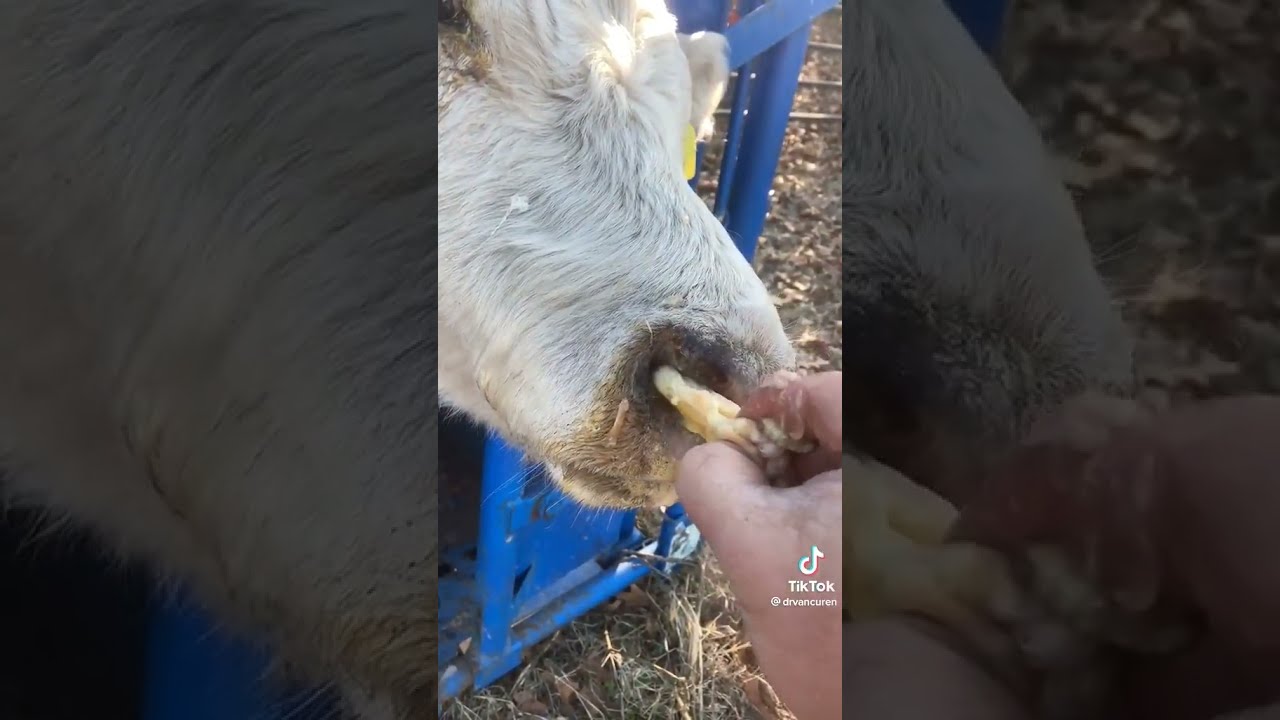 COW S HUGE BOOGER REMOVAL shorts