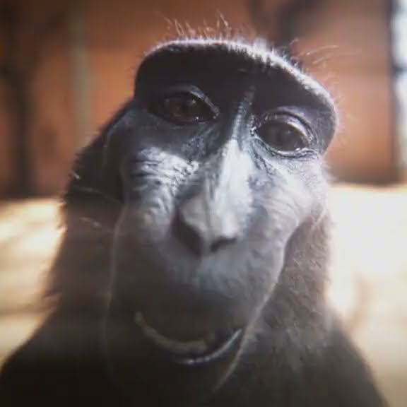 monkeh rizzing up camera - YouTube