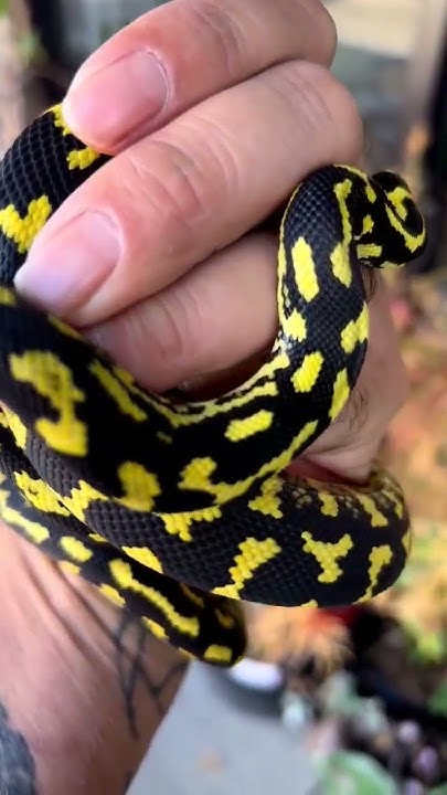 High yellow Carpet python#viral #carpetpython - YouTube