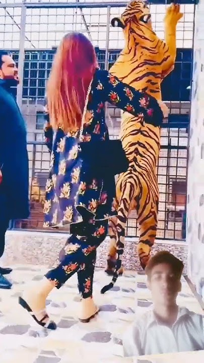 Lion Ha Cat Ni 😎 #lion mian saqib #ytshorts #tiger #animals #petlover - YouTube