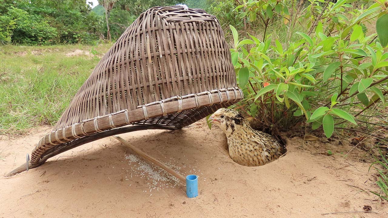 Traditional Quail Bird Trap Using Old Bamboo Basket - Creative Trap In ...