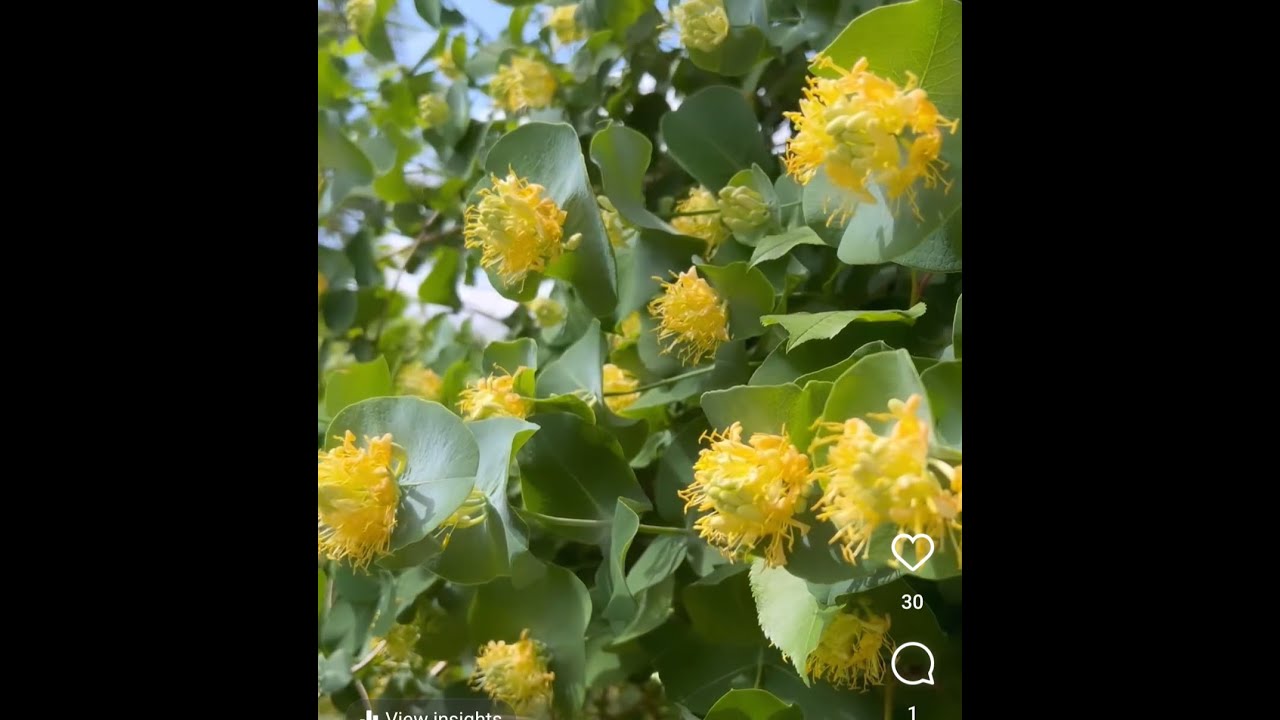 Plant of the Day - Grape Honeysuckle (Lonicera reticulata) - YouTube