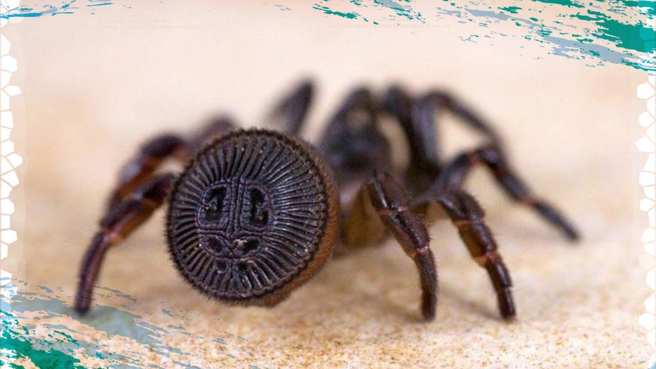 Wrap Around Spiders Are Real And They’re Nearly Im - YouTube