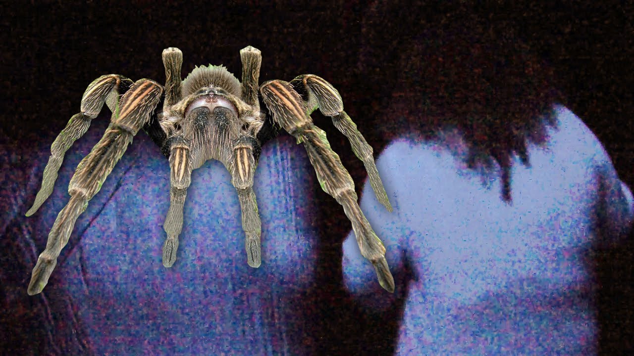 HALLOWEEN 2015 - SPIDER ROOM REACTIONS - HOMEMADE HAUNTED HOUSE - YouTube