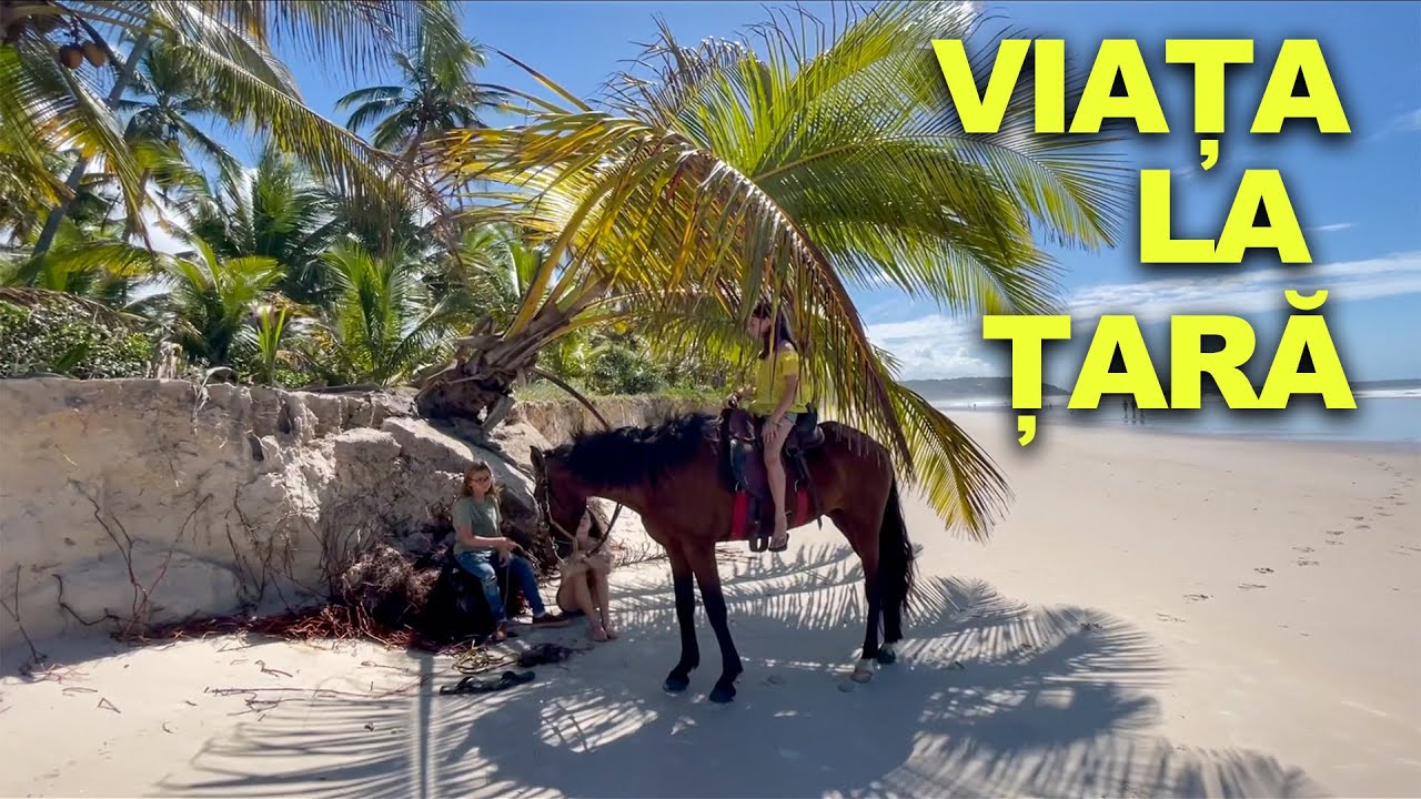 Ați văzut un cal maro? - YouTube