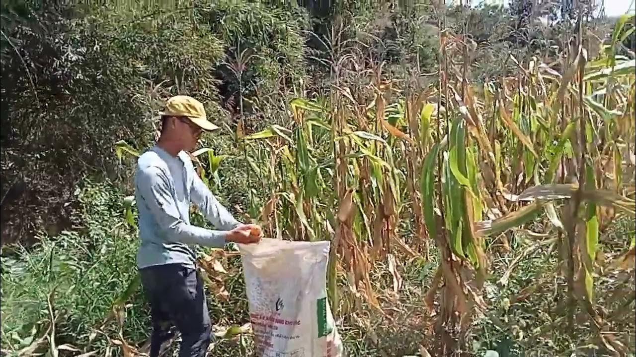 peb mus ntais pob kws los pub qaib - YouTube