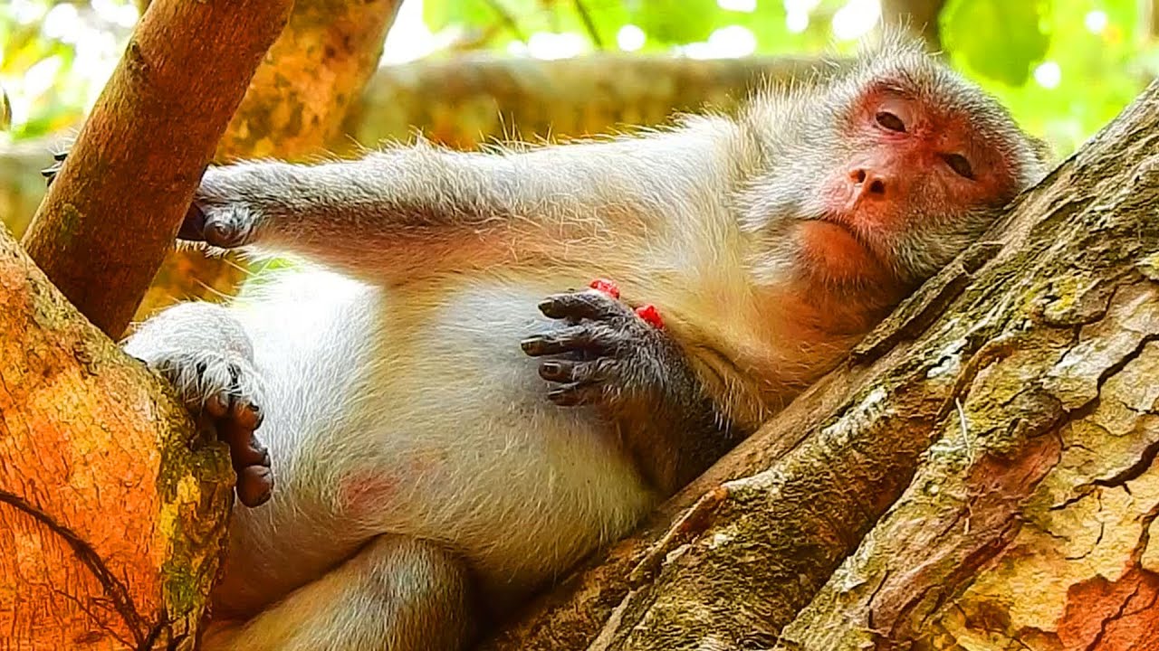 Sadness Monkey-Jane Monkey Worrying About Her Baby Delayed For A Long ...