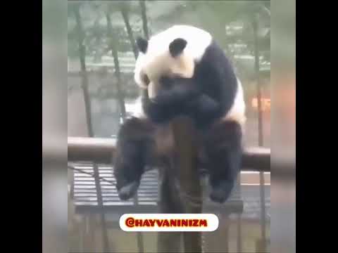 Efkârlı üzgün panda