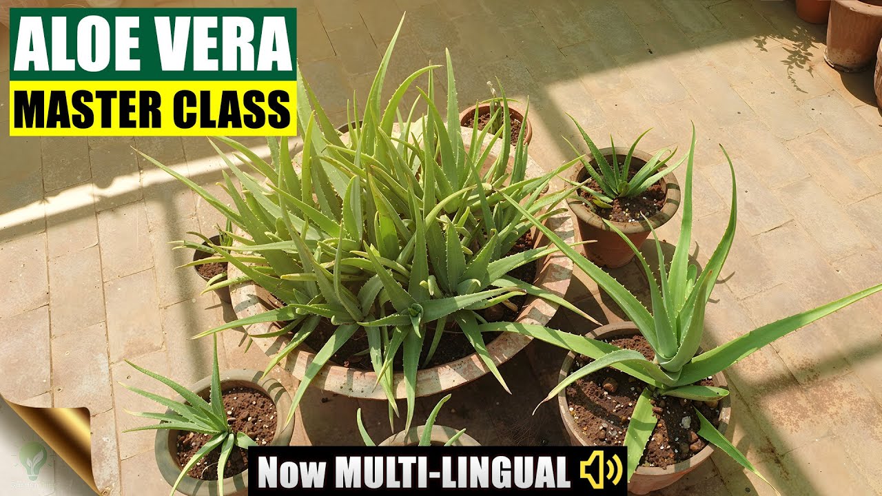 Aloe Vera Care in Pots: Best Mix, DOs & DON’Ts, Fast Multiplication ...