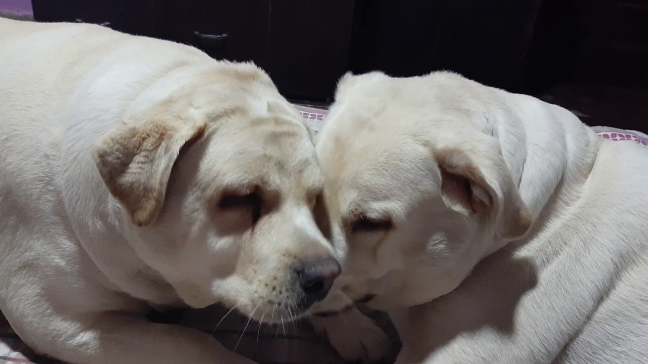 Labrador love - YouTube