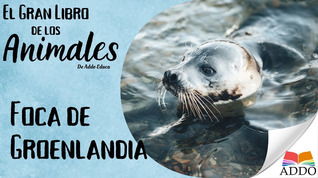 La Foca de Groenlandia 🐾 | Aventuras Bajo el Hielo para Niños - YouTube