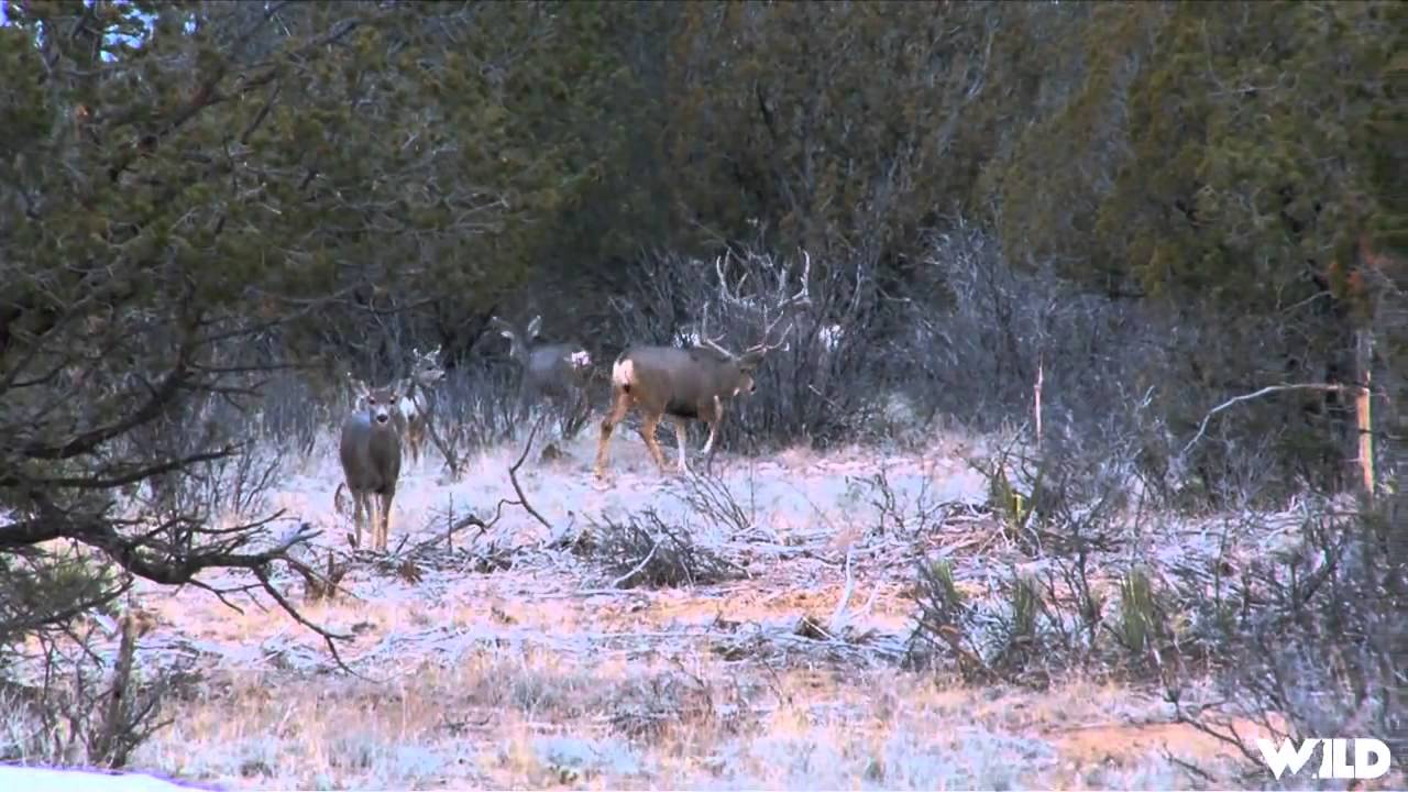 A Hunters Life - New Mexico Mule Deer - YouTube