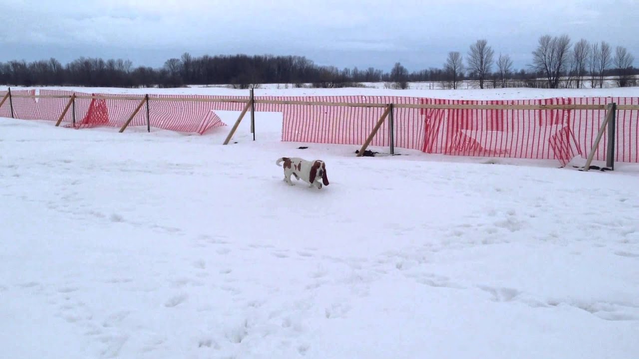 Bassett Hounds playing in the SNOW - YouTube