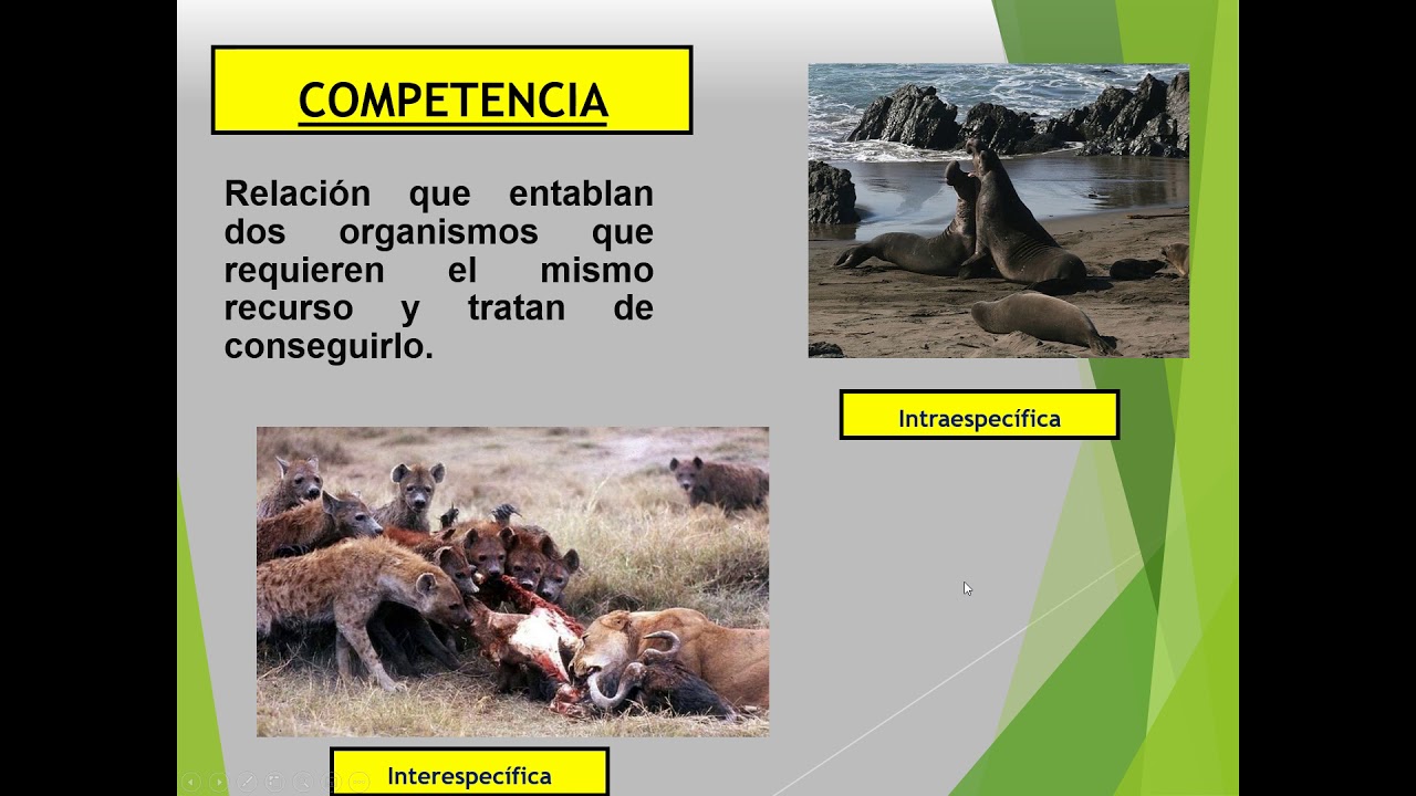Interacciones ecologicas, simbiosis2 - YouTube