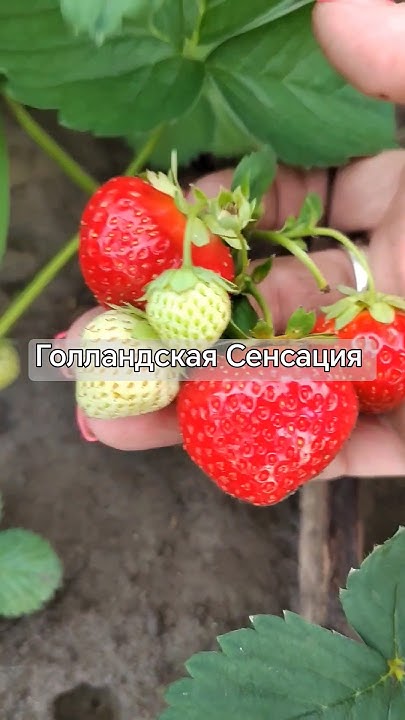 Голландская клубника Сенсация - довольно редкий сорт, заслуженно ...